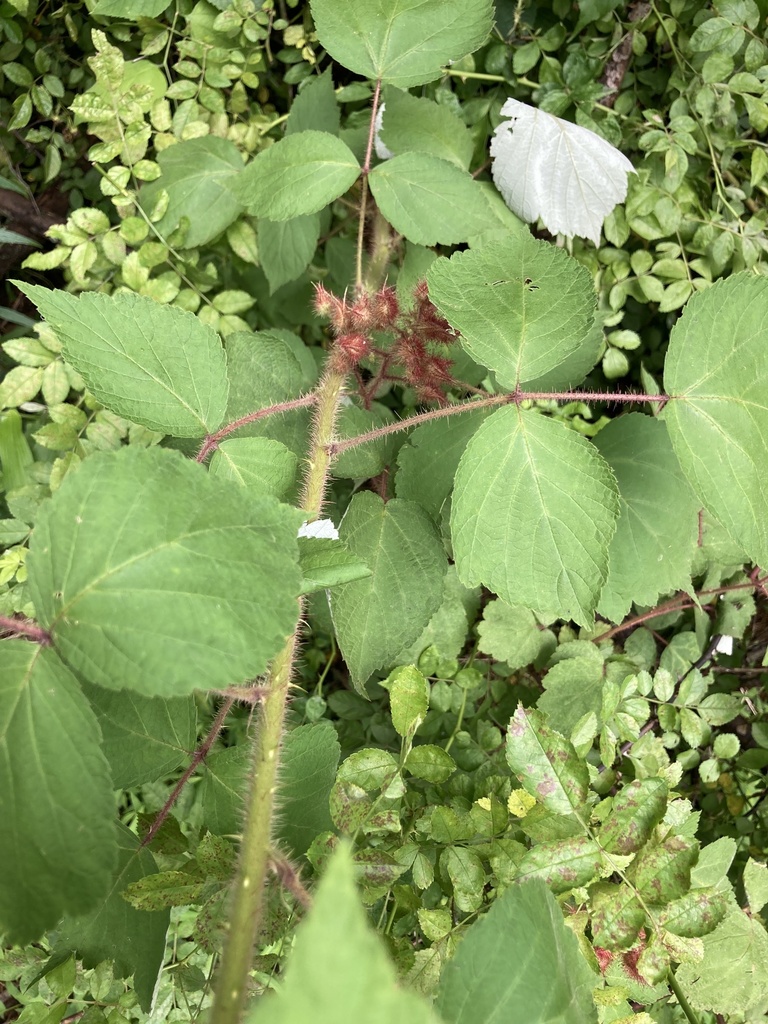 wineberry from Currey Rd, Grafton, WV, US on June 22, 2021 at 02:39 PM ...