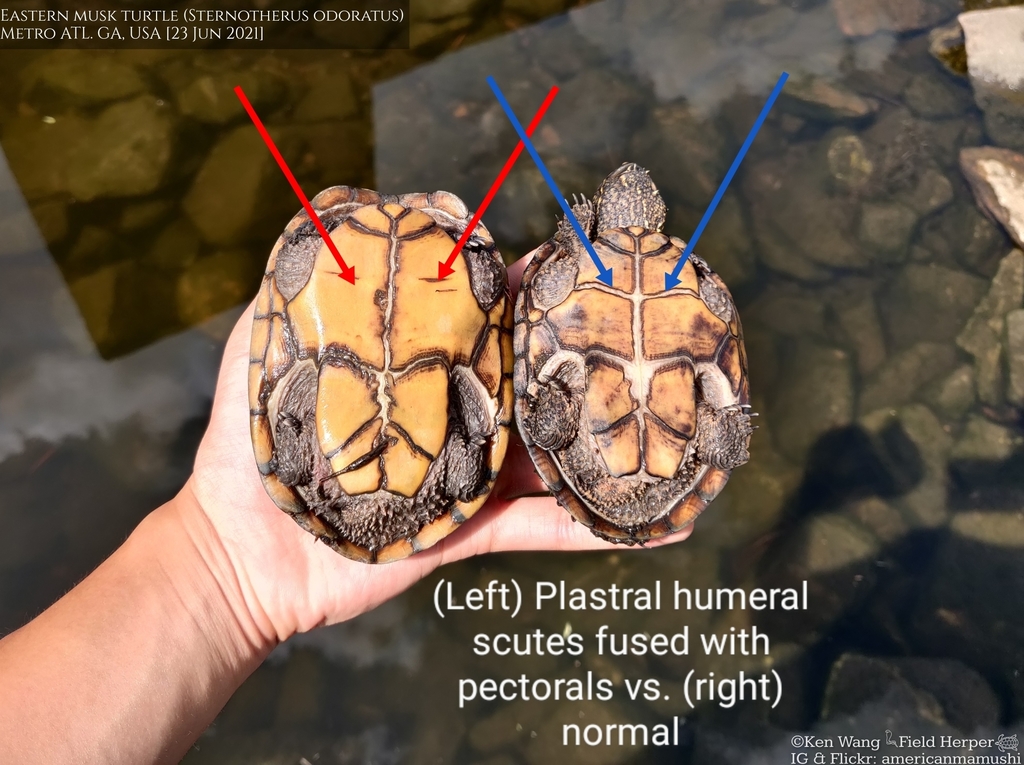Eastern Musk Turtle in June 2021 by Kenneth Wang. Re-uploaded with ...