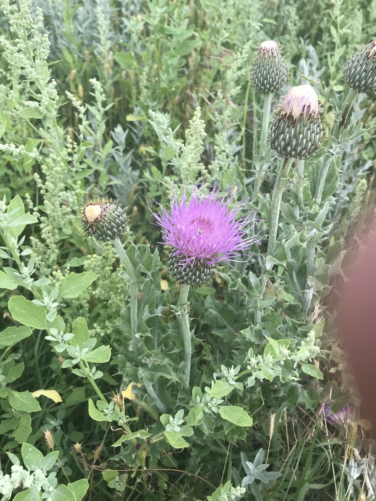 wavyleaf thistle from Wray, CO, US on June 24, 2021 at 05:37 PM by lee8lee · iNaturalist