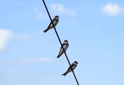 Subespecie Riparia riparia riparia · iNaturalist Panamá