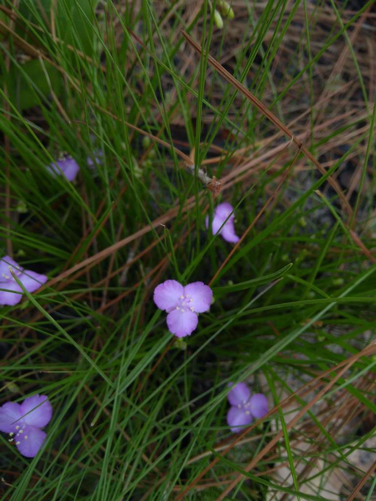 common roseling from Putnam County, FL, USA on May 26, 2021 at 11:04 AM ...