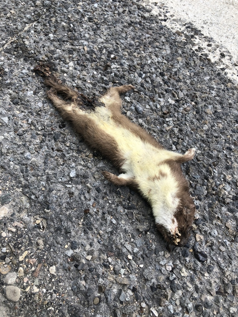 Short-tailed Weasel from N Thayer St, Ann Arbor, MI, US on June 24 ...