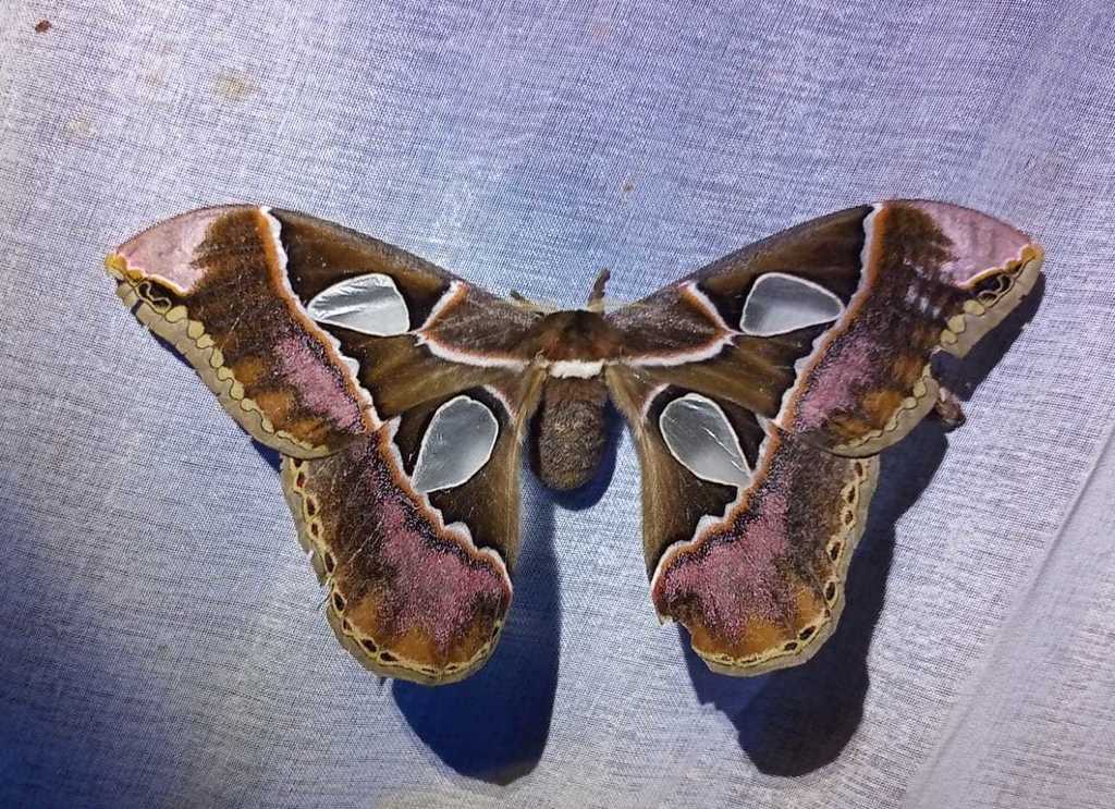Lebeau's Silk Moth from Belén Gualcho, Honduras on June 10, 2021 at 02: ...