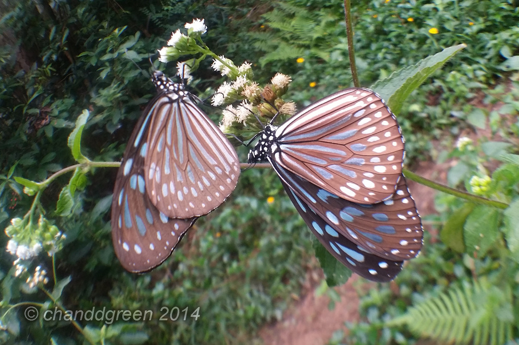 Ceylon Blue Glassy Tiger from Ma On Shan, N.T., Hong Kong on November ...