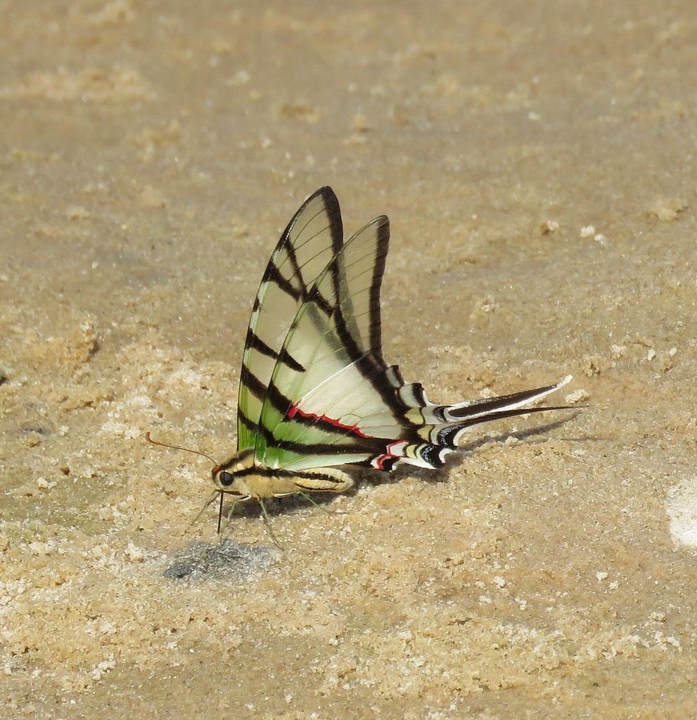 Protesilaus telesilaus from Ariosto Island, Teles Pires river. on June ...