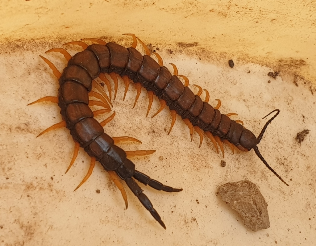 Mediterranean Banded Centipede from Dellys, Algérie on June 24, 2021 at ...