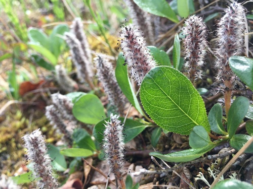 Salix chamissonis · iNaturalist Ecuador