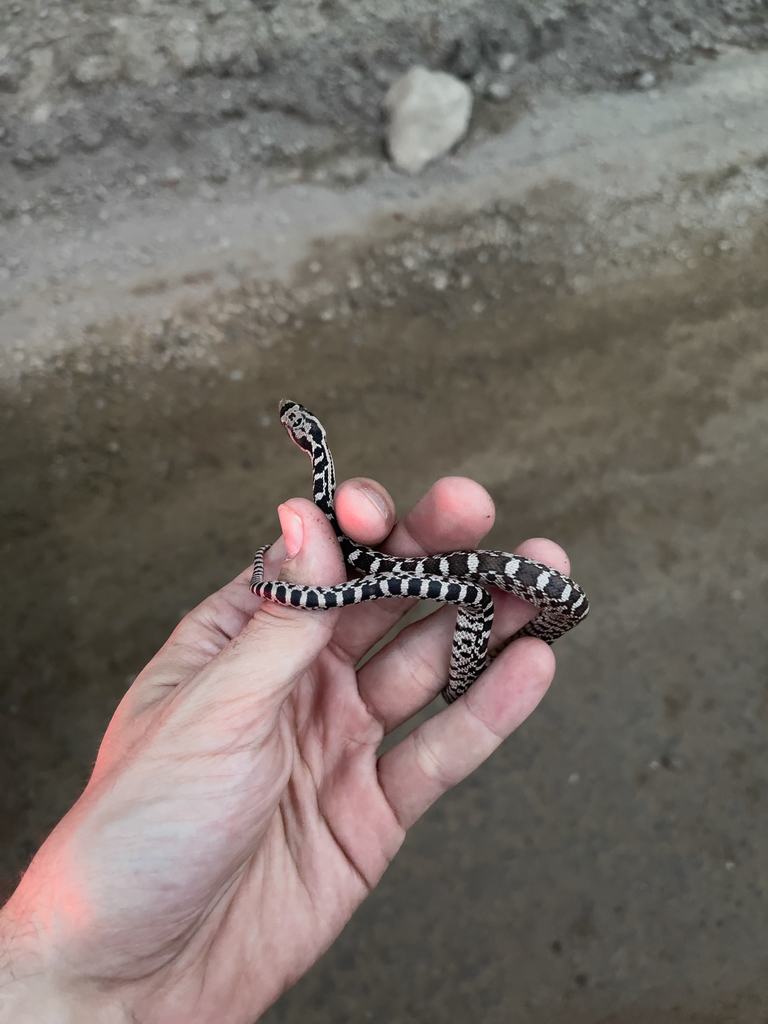 Great Basin Gopher Snake in June 2021 by andrewnydam. AOR · iNaturalist
