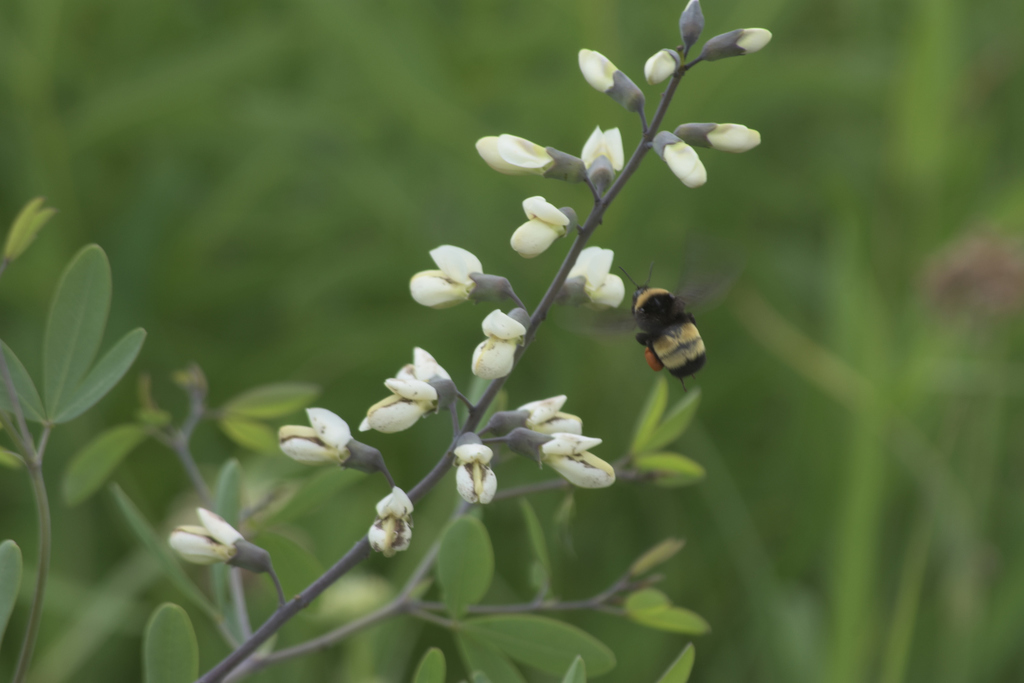 white wild indigo from Madison, WI, USA on June 23, 2021 at 01:37 PM by ...
