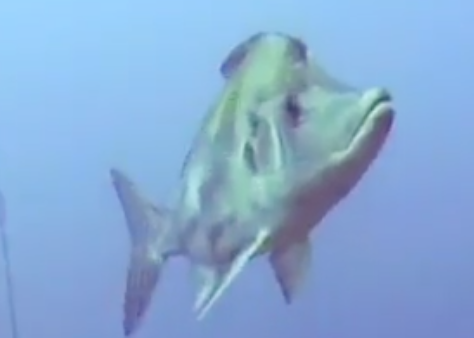 Paristiopterus labiosus (Günther, 1872)