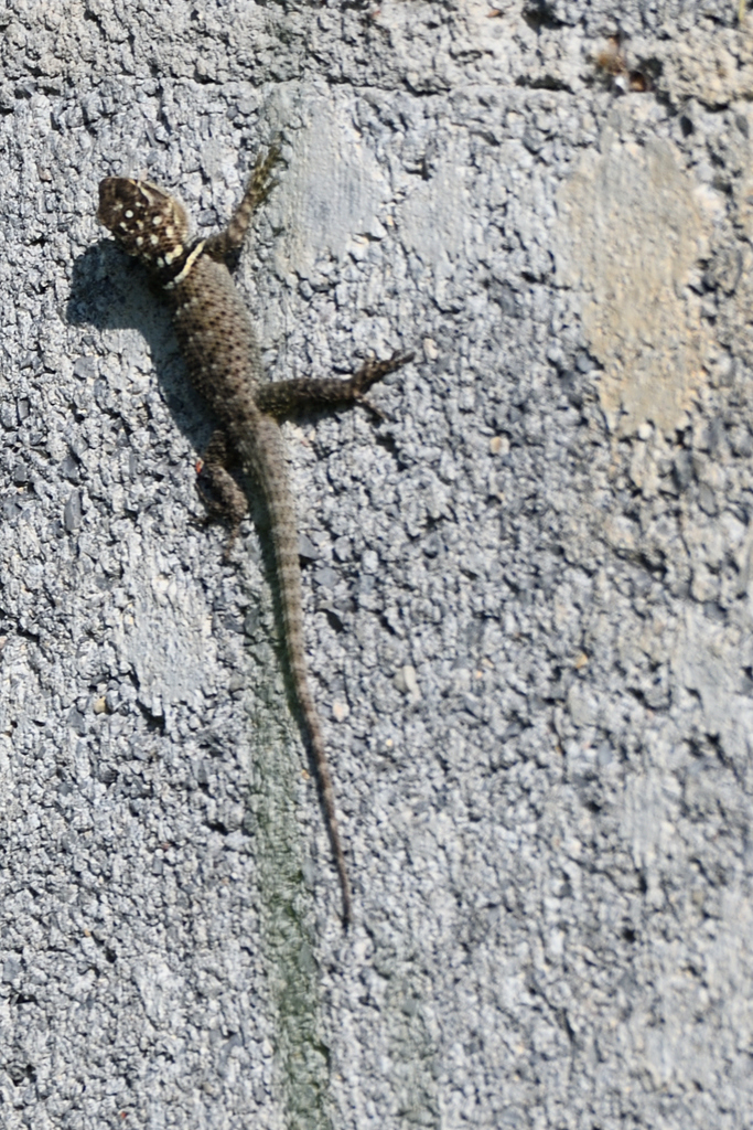 Blue Spiny Lizard from Bustamante, N.L., México on June 24, 2021 at 09: ...