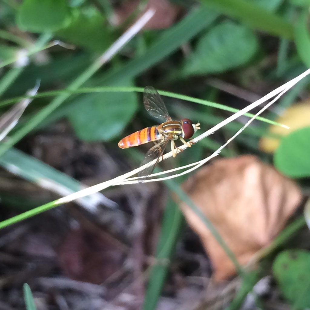 Maize Calligrapher from Manhattan, KS, USA on July 17, 2018 at 07:47 PM ...