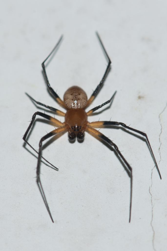 Ornamental Tree Trunk Spider from Makunda Christian Hospital, Karimganj ...