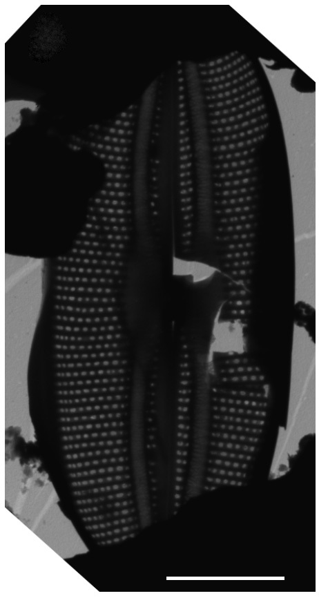 Fallacia pygmaea H.Lange-Bertalot, P.Cavacini, N.Tagliaventi & S ...