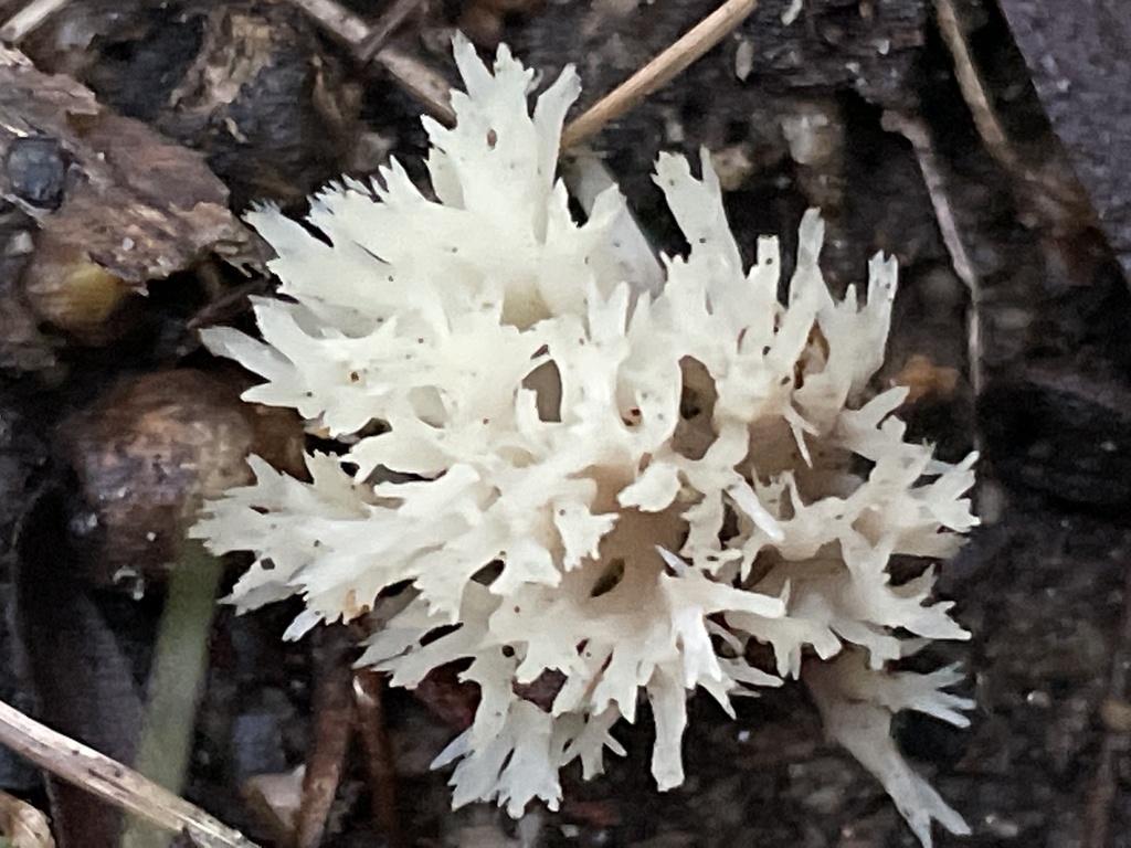 Clavulina from Frankston South, VIC, AU on June 25, 2021 at 04:40 PM by ...