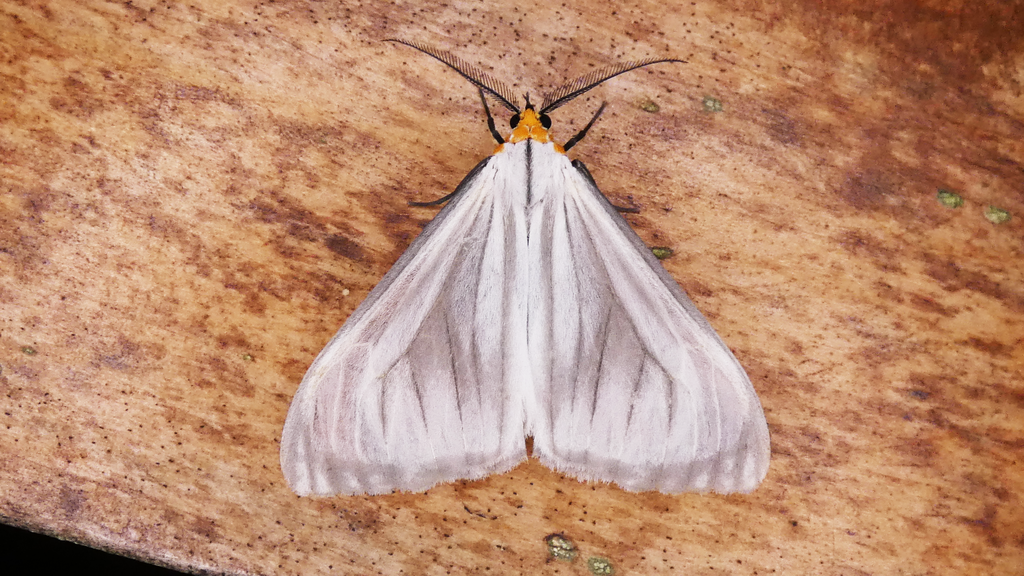 Xenosoma nigromarginatum from San José, Rivas, Costa Rica on June 9 ...