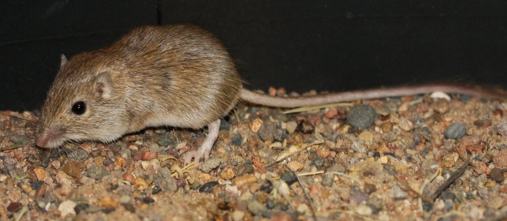 Rock Pocket Mouse (Chaetodipus intermedius) - Know Your Mammals
