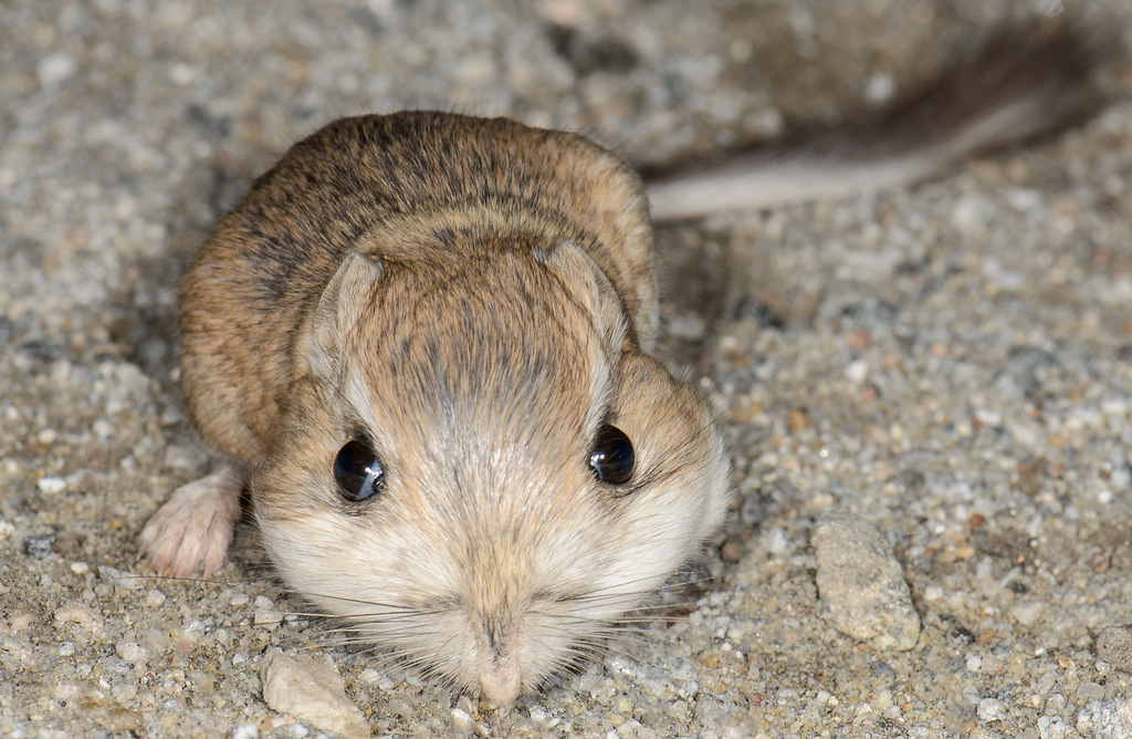 Merriam's Kangaroo Rat (Dipodomys merriami) - Know Your Mammals