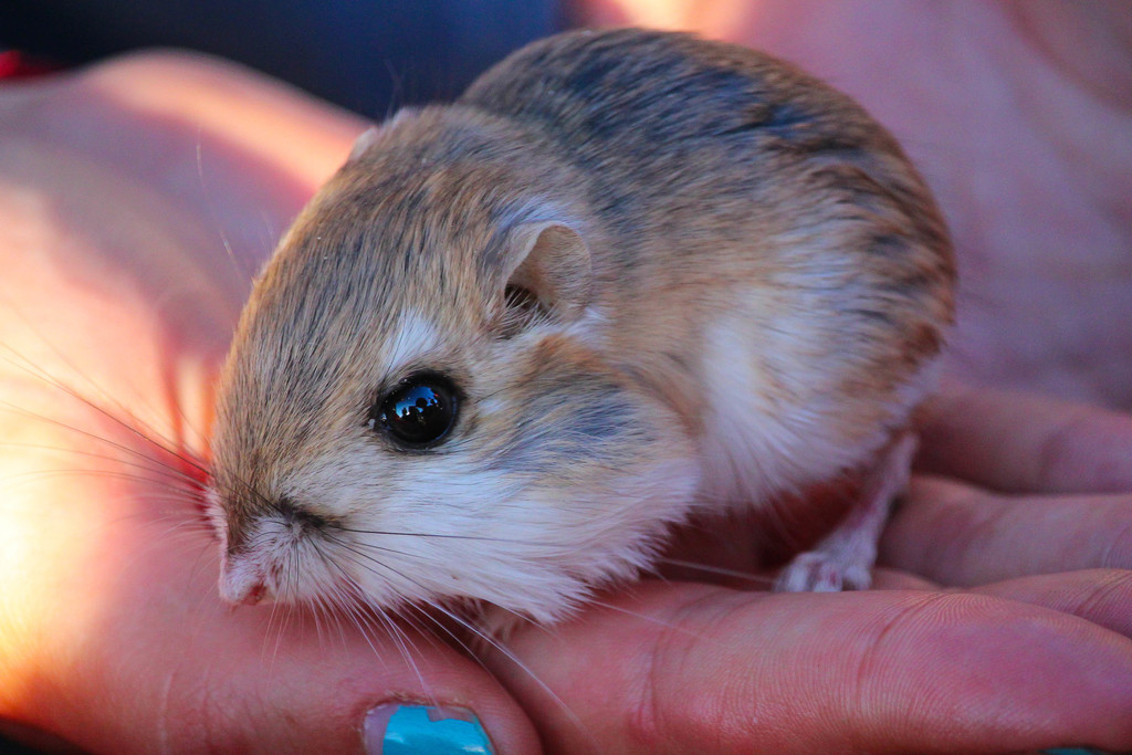 Merriam's Kangaroo Rat (Dipodomys merriami) - Know Your Mammals