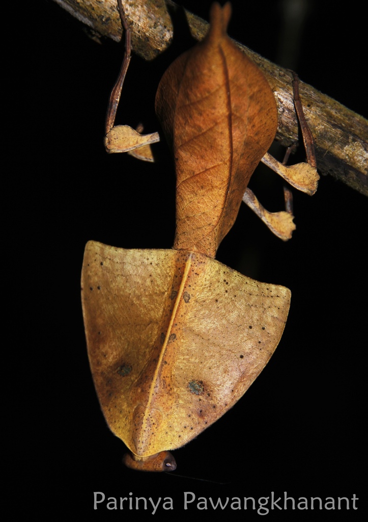 Deroplatys truncata (Mantises of Malaysia,Singapore and Borneo ...