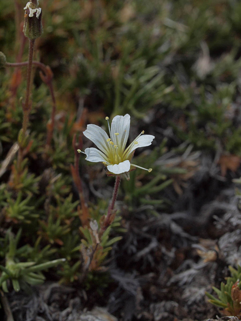 alpine sandwort (Plants of Glacier National Park) · iNaturalist