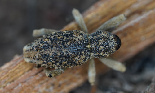 Poropterus antiquus · iNaturalist