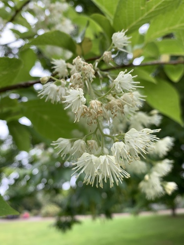 Pterostyrax hispida · iNaturalist