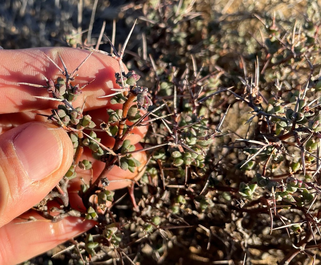 Thorn Tentfig from Western District, South Africa on June 07, 2021 at ...