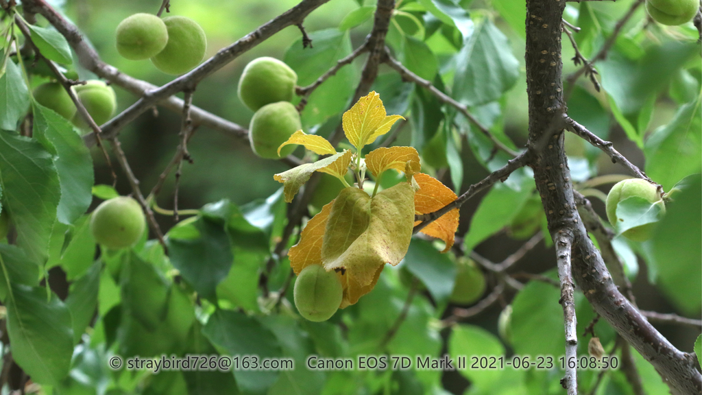Polystigma deformans from 中国北京市门头沟区 on June 23, 2021 at 04:08 PM by Nan ...