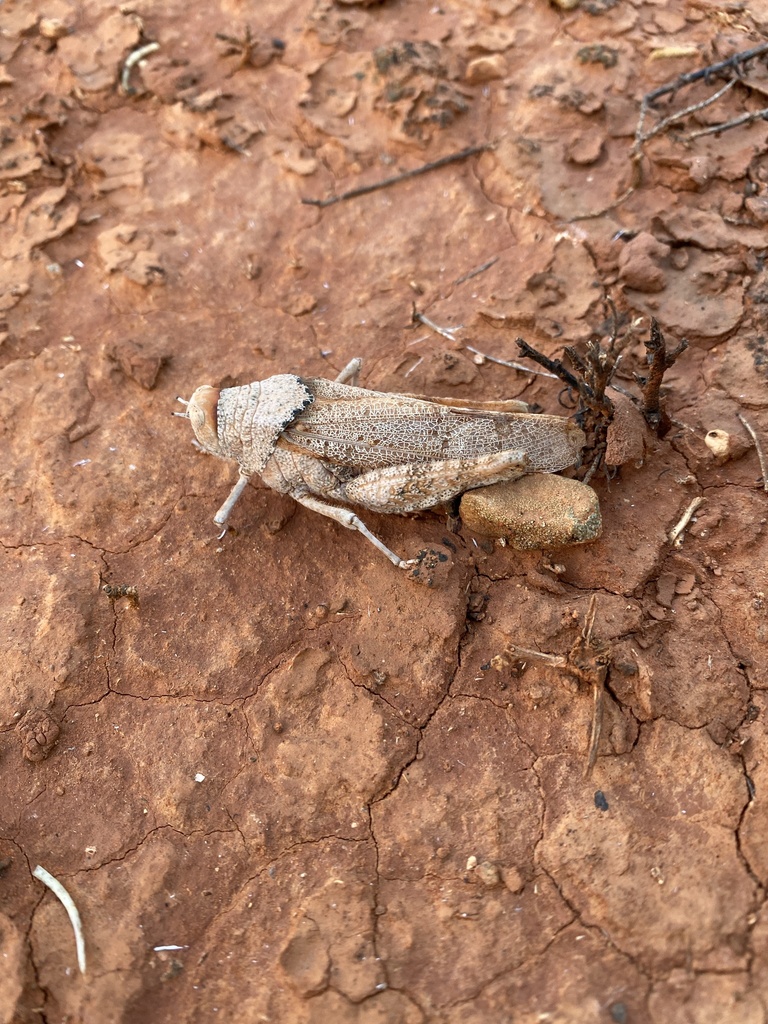 Buforania from Loongana Access Road, Forrest, WA, AU on June 17, 2021 ...