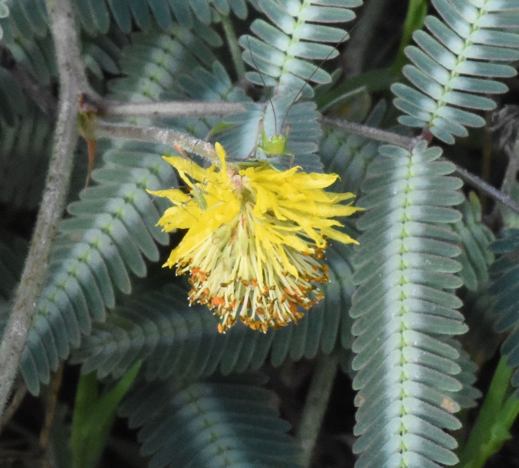 Tropical puff from Taylor, TX, USA on June 24, 2021 at 08:17 AM by Eric ...