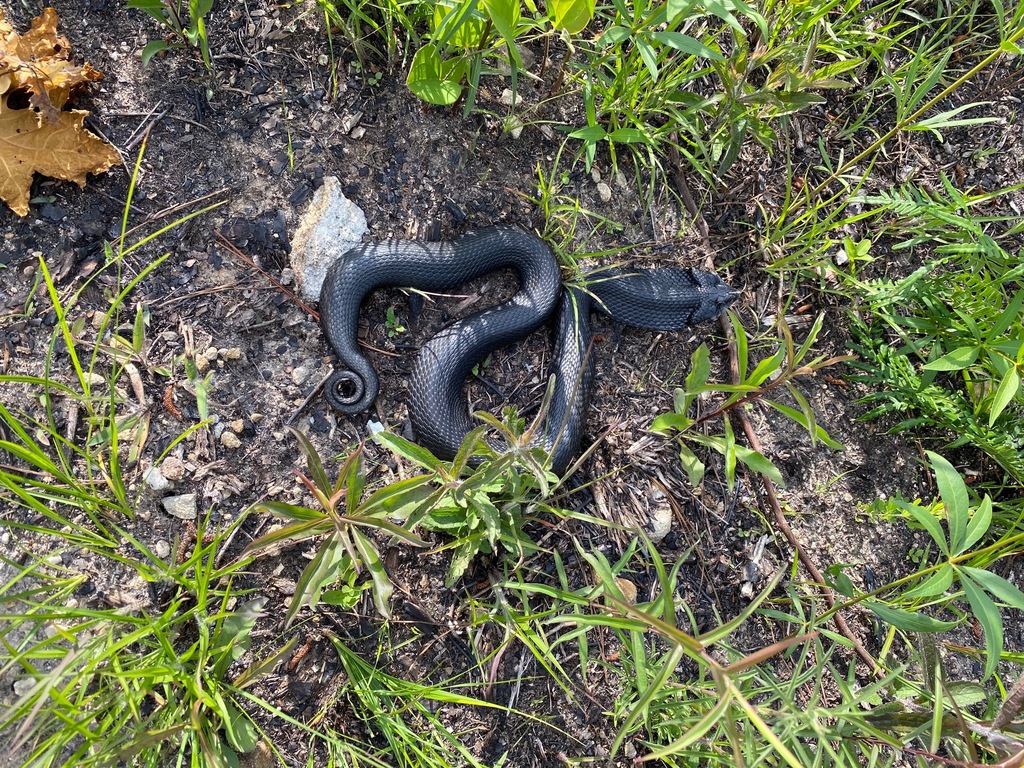 Eastern Hognose Snake in May 2021 by Daniel Duff. The snake was ...