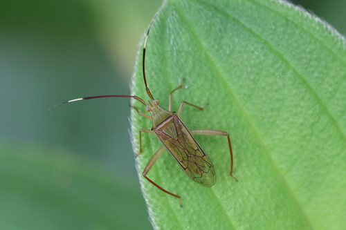 Hyalopeplus spinosus · iNaturalist