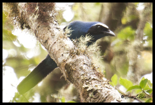 White-collared Jay (Cyanolyca viridicyanus) · iNaturalist
