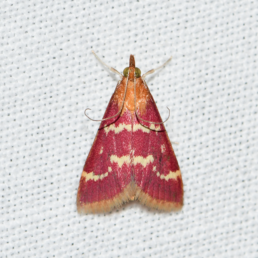 Raspberry Pyrausta Moth (Moths and Butterflies of Massachusetts ...