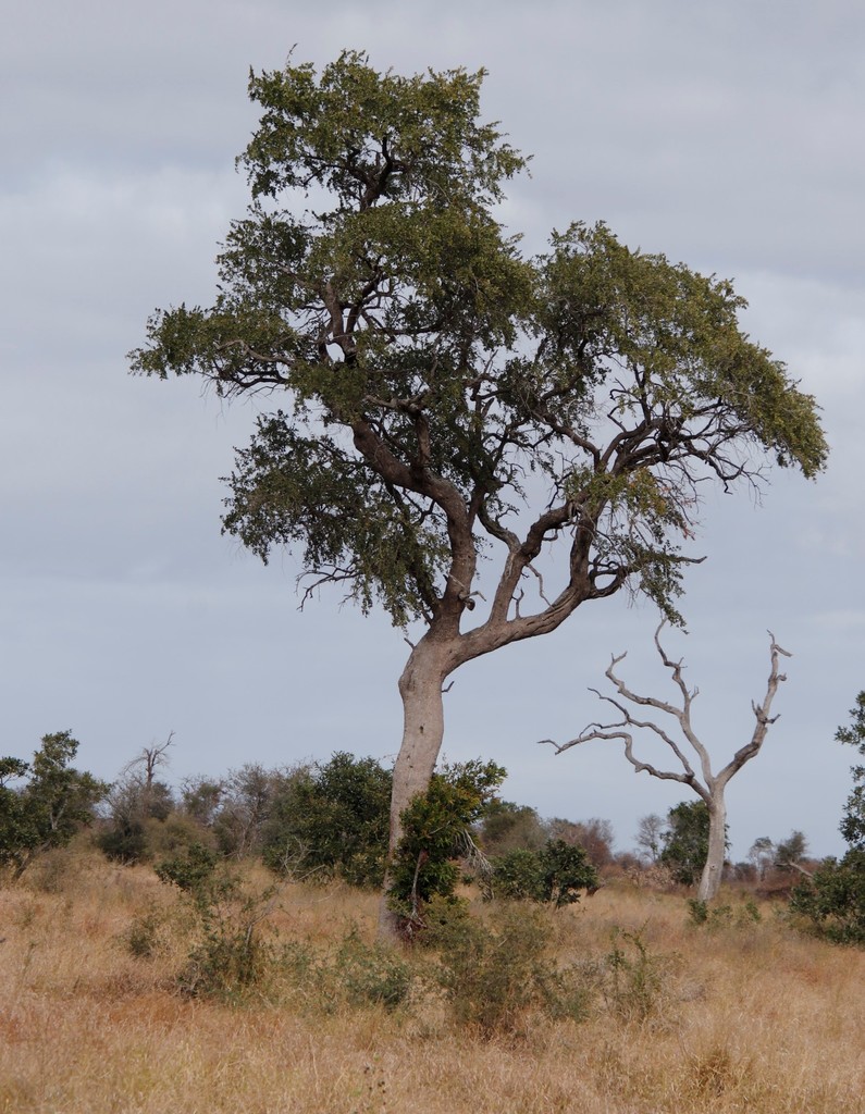 Leadwood (Combretum imberbe) - Botanical Realm