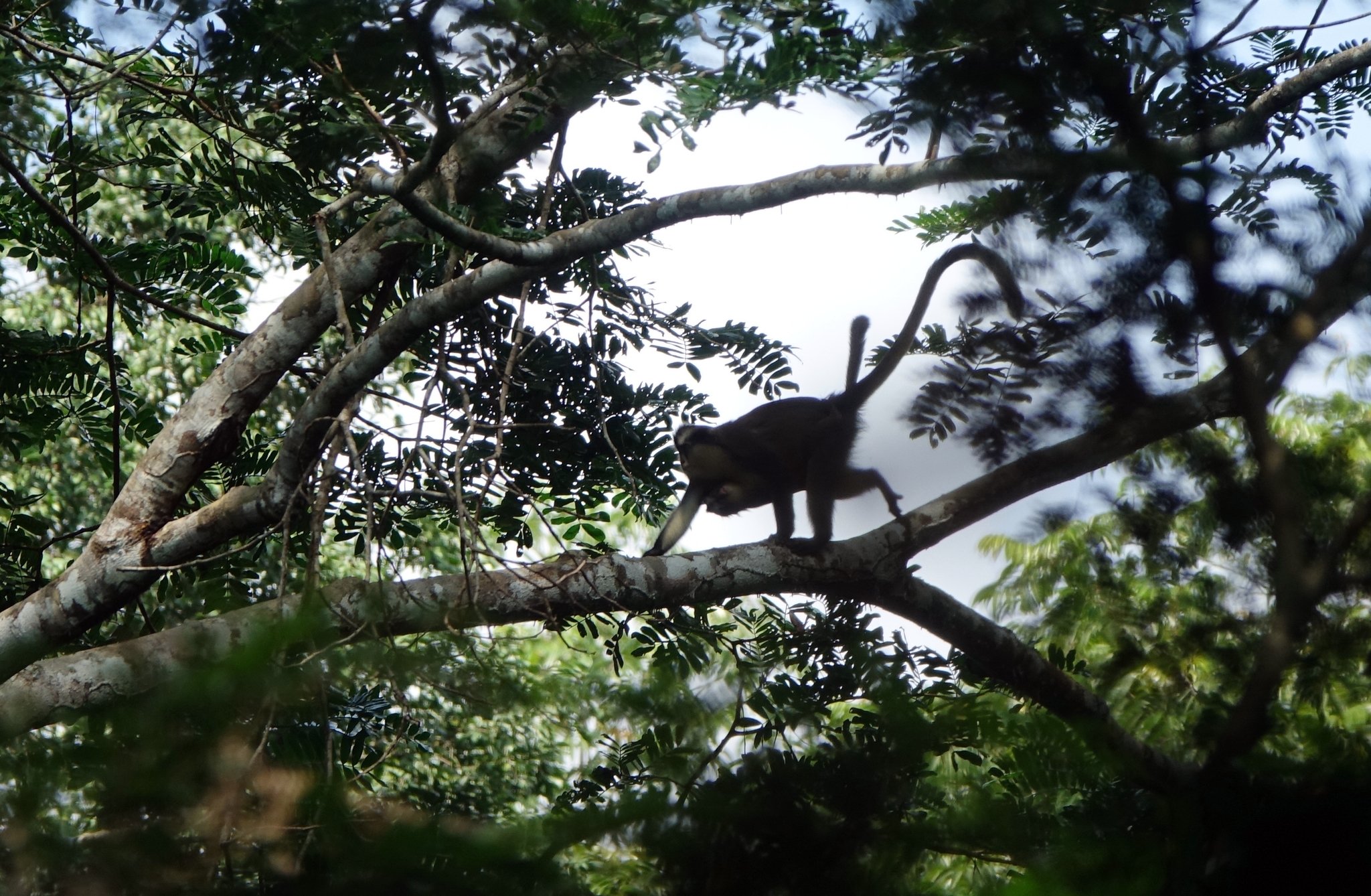 Cercopithecus pogonias Bennett, 1833