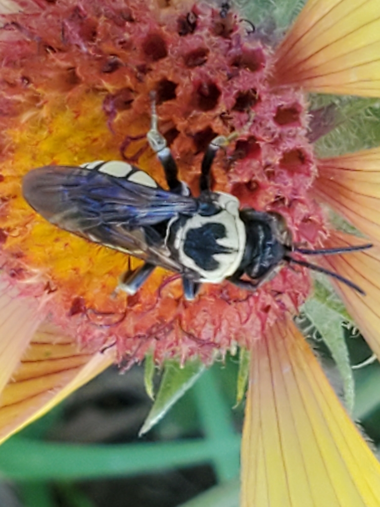 Squash Longhorn-Cuckoo from Goodwell, OK 73939, USA on June 25, 2021 at ...