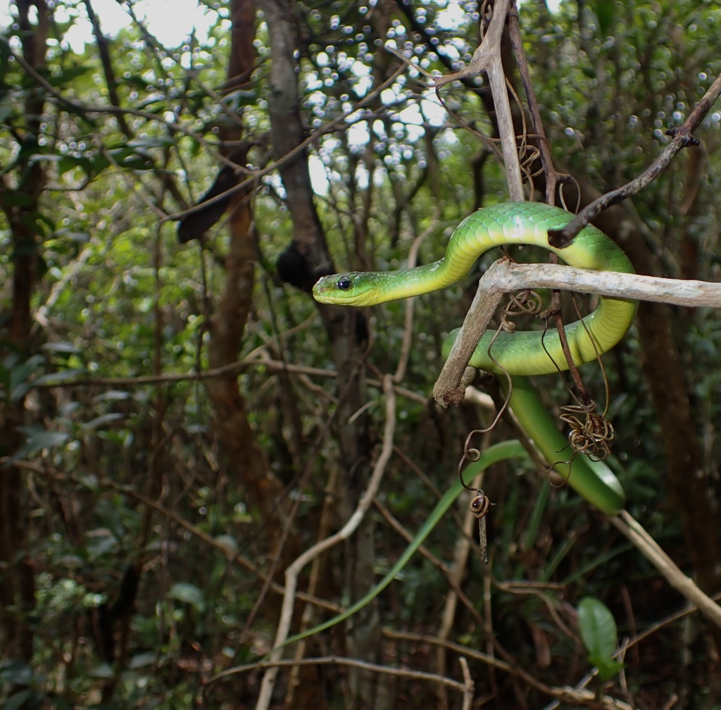 Chinese Green Snake from Hong Kong Island, Tai Tam, HK on June 25, 2021 ...