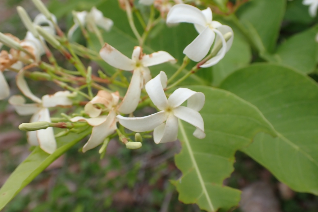 indrajao in June 2021 by Garv S. Maybe? · iNaturalist