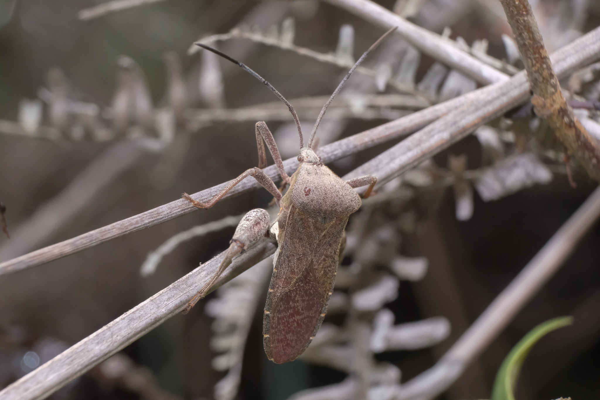Mictis tenebrosa (Fabricius, 1787)