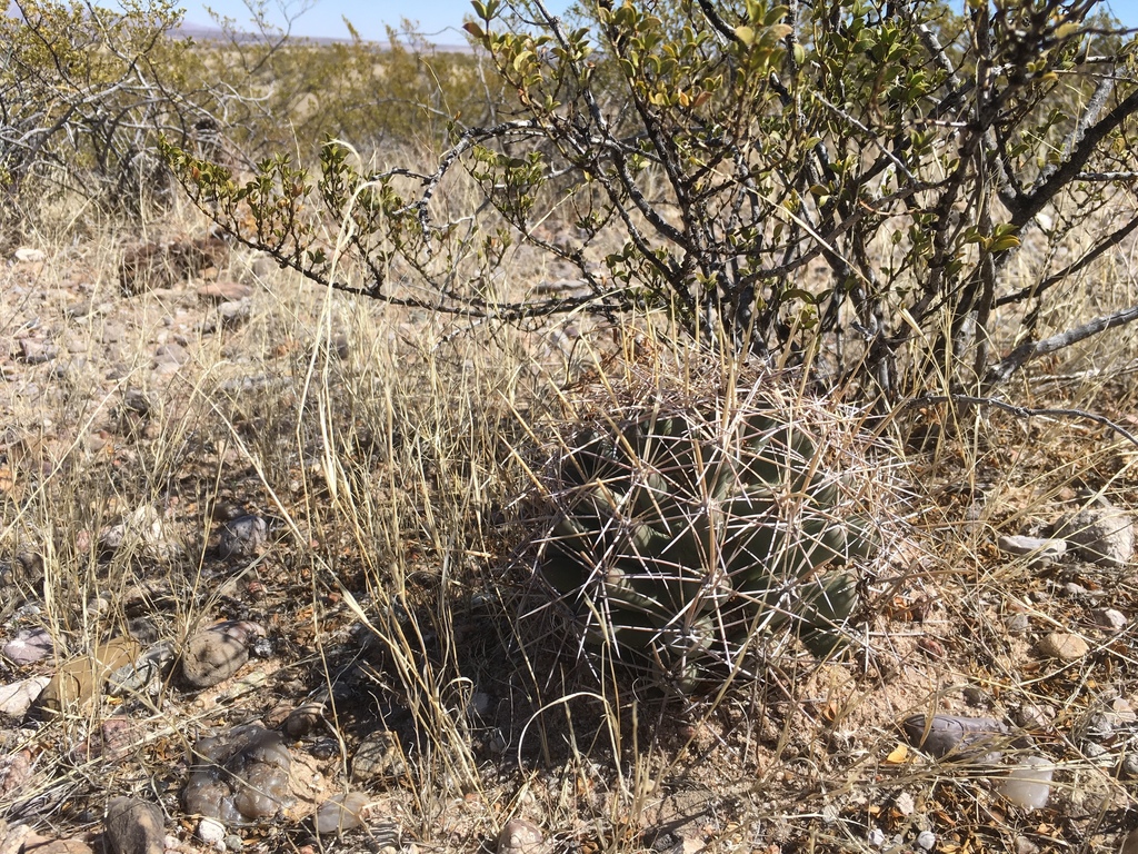 Stout Needle Mulee in March 2018 by Cecelia Alexander · iNaturalist