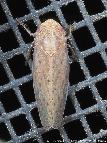 Paraphlepsius maculellus · iNaturalist