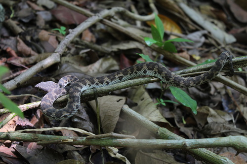Mangrove Viper (Trimeresurus purpureomaculatus) - Snakes and Lizards