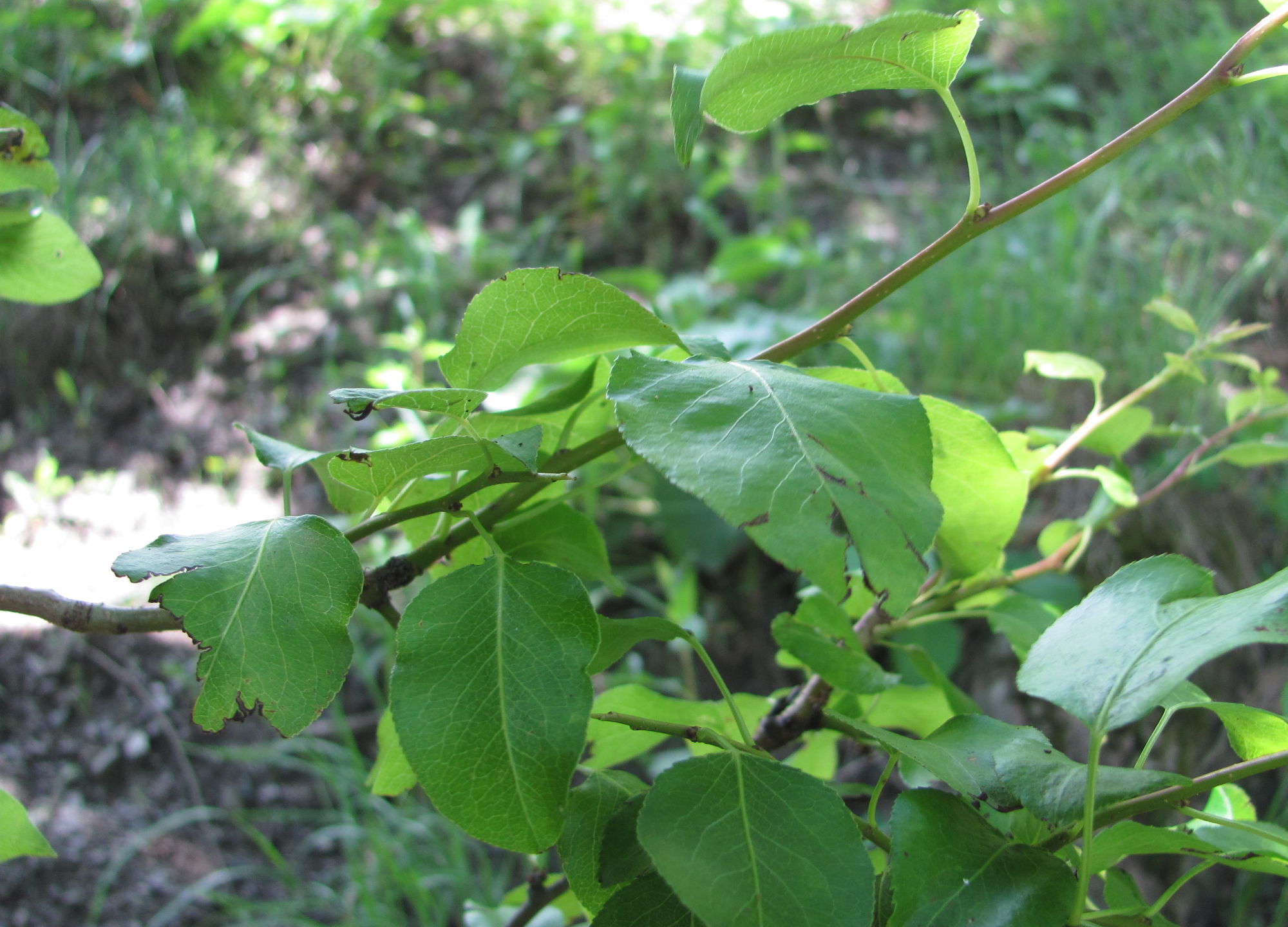 Pyrus communis subsp. caucasica (Fed.) Browicz