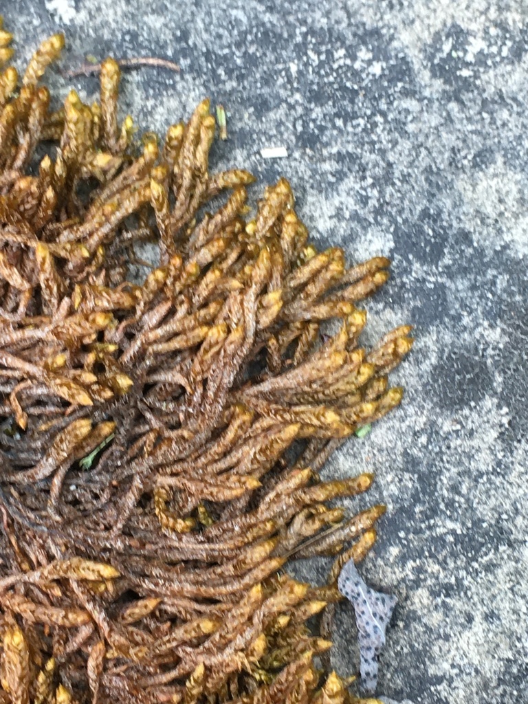 Turgid Scorpion Moss in June 2021 by Tyler Miller · iNaturalist