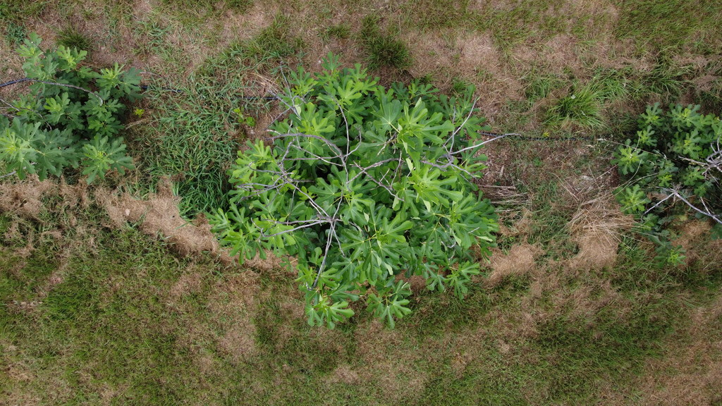 common fig from Nacogdoches, TX, USA on June 24, 2021 at 10:16 AM by ...