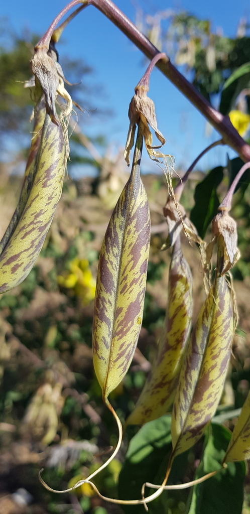Canary bird bush (Crotalaria agatiflora) - Botanical Realm