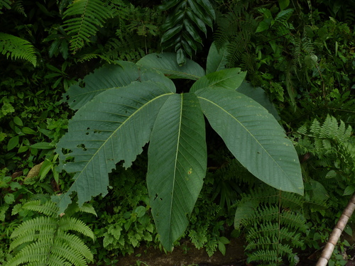 Passiflora emarginata · iNaturalist