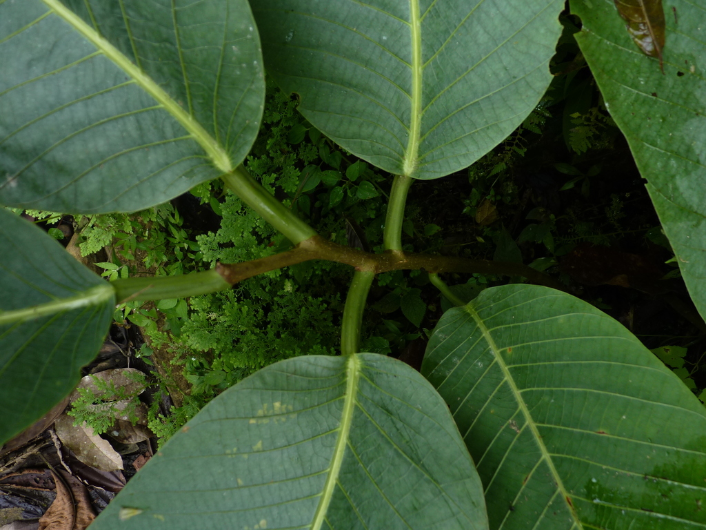 (Passiflora emarginata) - Botanical Realm